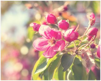 Wallario Poster - Fr&uuml;hlingszauber in Premiumqualit&auml;t, Gr&ouml;&szlig;e: 40 x 50 cm