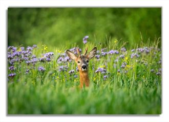 Wallario selbstklebendes Poster - Rehbock auf Wiese, Aufkleber in Premiumqualit&auml;t, Klebefolie Gr&ouml;&szlig;e: 70 x 100 cm (Riesenposter)