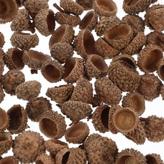 Holibanna 200 St&uuml;ck Eichelh&uuml;tchen Bastelset Nat&uuml;rliche Acorn Caps DIY Dekoration f&uuml;r Weihnachten Erntedankfest Winter Tannenzapfen Vase F&uuml;ller Rustikale Eichel 