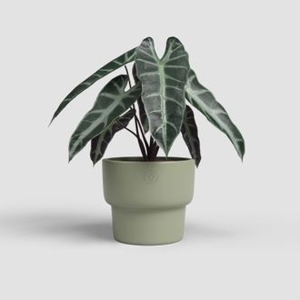 Artevasi Echo High Pot, Blumentopf, Heimdekoration, 16,5cm Durchmesser, olivgrün