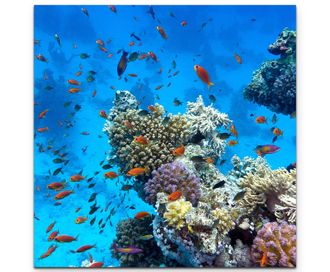 Paul Sinus Art Leinwandbilder | Bilder Leinwand 60x60cm Korallenriff mit exotischen Fischen