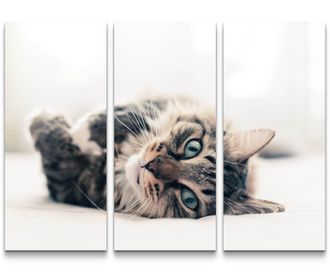 Paul Sinus Art Leinwandbilder | Bilder Leinwand 130x90cm graue Katze im Bett