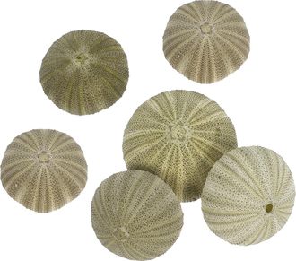 BESPORTBLE Veemoon 6 St&uuml;ck Nat&uuml;rliche Seeigelschalen 4 6cm Kleiner Sukkulententopf und Pflanzenhalter aus Seeigelschalen K&uuml;stenstil Dekoration f&uuml;r Zuhause Aquari