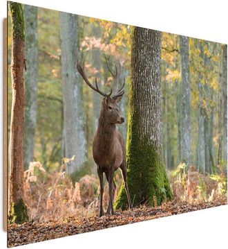 Feeby Wandbilder - 1 Teilig- 50x70 cm - Bilder Kunstdrucke Deko Panel, HIRSCH, NATUR, BRAUN