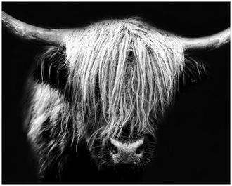 Wallario Poster - Highlander in schwarz-wei&szlig; in Premiumqualit&auml;t, Gr&ouml;&szlig;e: 40 x 50 cm