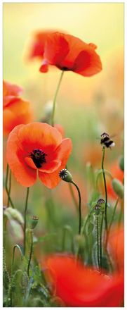 Wallario selbstklebendes Poster - Mohnblumenblüten, Aufkleber in Premiumqualität, Klebefolie Größe: 50 x 125 cm