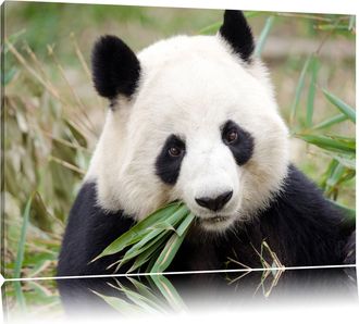 Pixxprint Pandabär frisst Bambus, Größe: 80x60cm, Leinwandbild, fertig gespannt, Wandbild, Dekoration, Kunstdruck, kein Poster