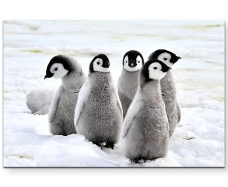 Paul Sinus Art Wandbild auf Leinwand 120x80cm Pinguink&uuml;ken in der Antarktis