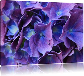 Pixxprint Blaue Hortensien Blüte, Größe: 100x70cm, Leinwandbild, fertig gespannt, Wandbild, Dekoration, Kunstdruck, kein Poster
