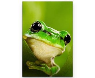 Paul Sinus Art Leinwandbilder | Bilder Leinwand 90x60cm Frosch, der hinter Bl&auml;ttern hervor sp&auml;ht