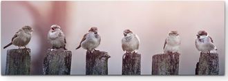 Paul Sinus Art Leinwandbilder | Bilder Leinwand 150x50cm Spatzen auf einem Holzzaun