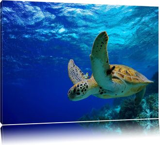 Pixxprint Schildkröte im Riff, Größe: 120x80cm, Leinwandbild, fertig gespannt, Wandbild, Dekoration, Kunstdruck, kein Poster