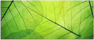 Pixxprint Glasbild Panorama, Wandbild aus Echtglas, Wundersch&ouml;ne Zarte gr&uuml;ne Bl&auml;tter, 120x50 cm, inkl. Aufh&auml;ngung und Abstandshalter