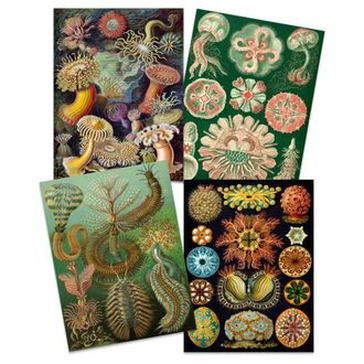 Artery8 Ernst Haeckel Kunstformen Der Natur Plates Nature Vintage Colourful Biology Art Print Poster Home Decor Premium Pack of 4