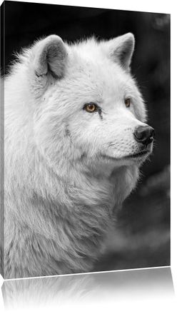 Pixxprint pr&auml;chtiger Polarwolf B&W, Gr&ouml;&szlig;e: 80x60cm, Leinwandbild, fertig gespannt, Wandbild, Dekoration, Kunstdruck, kein Poster