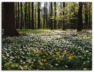 Artland Wanddeko Leinwand Bilder Wandbild 80x60 cm Landschaften Wald Fotografie Gr&uuml;n Fr&uuml;hlingswald bedeckt mit Windr&ouml;schen T9PO