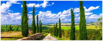 Wallario Glasbild Zypressenweg in der Toskana - 50 x 125 cm Wandbilder Glas in Premium-Qualit&auml;t: Brillante Farben, freischwebende Optik