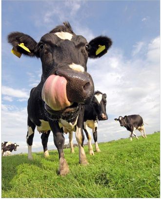 Wallario Poster - Lustige Kuh auf der Weide mit herausgestreckter Zunge in Premiumqualität, Größe: 40 x 50 cm