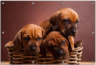 Wallario Outdoor-Poster f&uuml;r Garten oder Balkon Welpen im Korb, Motivbanner Gr&ouml;&szlig;e: ca. 80 x 120 cm, Outdoor-Bild