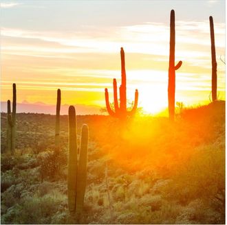 Wallario Sticker/Aufkleber f&uuml;r K&uuml;hlschrank/Geschirrsp&uuml;ler/K&uuml;chenschr&auml;nke, Selbstklebende Folie - 60 x 60 cm, Motiv: Sonnenaufgang in der W&uuml;ste