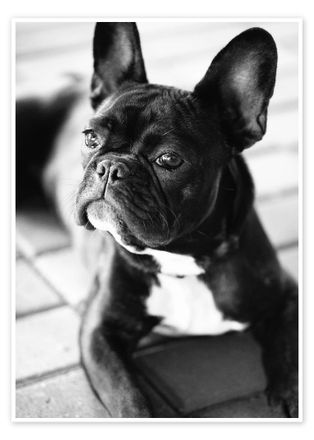 Posterlounge Französische Bulldogge Poster von Falko Follert 13 x 18 cm Schwarz-Weiß Wandbilder Wanddeko