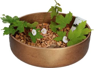 Pottery Pots Ethan Dekoschale Bronze, Größe XL, handgefertigte Schale aus Glasfaser, Stein u. Beton, Deko für Drinnen & Draußen, wetterfest