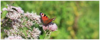 Wallario Glasbild Schmetterling auf Bl&uuml;te - 50 x 125 cm Wandbilder Glas in Premium-Qualit&auml;t: Brillante Farben, freischwebende Optik