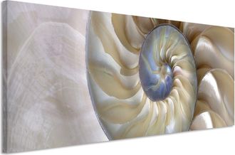 Paul Sinus Art Panorama Fotoleinwand 120x40cm Naturfotografie - Fibonacci Muster in der Muschel auf Leinwand exklusives Wandbild moderne Fotografie für ihre Wand in 