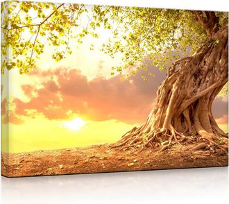 Lightbox Multicolor | Beleuchtetes Wandbild | Verwurzelter starker Baum im Sonnenuntergang | 100x70 cm | Fully Lighted