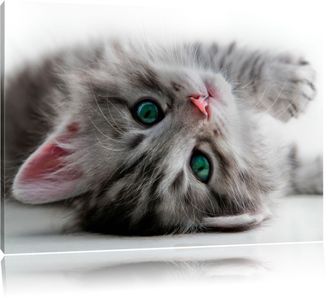 Pixxprint Süßes Katzenbaby, Größe: 100x70cm, Leinwandbild, fertig gespannt, Wandbild, Dekoration, Kunstdruck, kein Poster