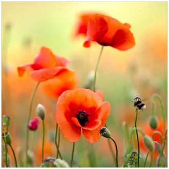 Wallario Glasbild Mohnblumenblüten - 55 x 55 cm Wandbilder Glas in Premium-Qualität: Brillante Farben, freischwebende Optik