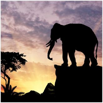 Wallario Sticker/Aufkleber f&uuml;r K&uuml;hlschrank/Geschirrsp&uuml;ler/K&uuml;chenschr&auml;nke, Selbstklebende Folie - 60 x 60 cm, Motiv: Elefant vor Abendhimmel