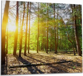 Wallario Herdabdeckplatte/Spritzschutz aus Glas, 1-teilig, 60x52cm mit 8mm hohen F&uuml;&szlig;en, f&uuml;r Ceran- und Induktionsherde, Sonnenstrahlen tief hinter dem Wald