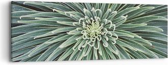 Arttor Panorama Bilder auf Leinwand Agave Grün Pflanze Leinwandbild 90x30cm Wandbilder Dekoration Wohnzimmer Schlafzimmer Küche Klein Wanddeko Bild Wand Kuns