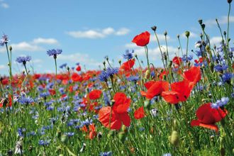 1art1 Blumen Poster Wildblumen-Wiese Mit Mohn- Und Kornblumen Kunstdruck Bild 120x80 cm