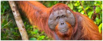 Wallario Glasbild Orang-Utan im Regenwald - 50 x 125 cm Wandbilder Glas in Premium-Qualit&auml;t: Brillante Farben, freischwebende Optik