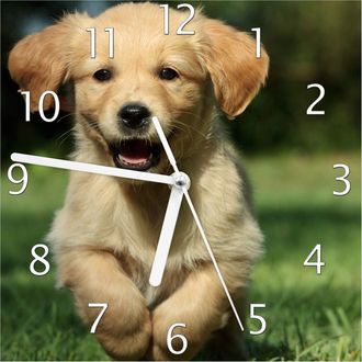 Wallario Design-Wanduhr Süßer Hund - Golden Retriever aus Glas, Motiv-Uhr Größe 20 x 20 cm, weiße Zeiger