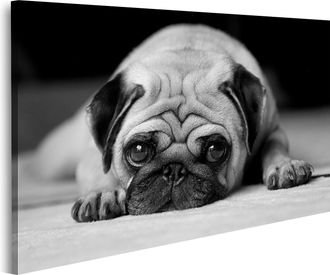 Islandburner Bild auf Leinwand Hund Mops Schwarz Wei&szlig; Bilder Wandbilder Poster