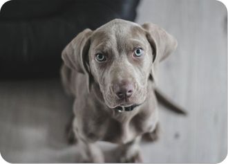 Fabulous Platzsets, weiche Unterseite aus Kork, Platzdeckchen, Weimaraner, Welpen, gro&szlig;er Hund, Grau, niedlich, gro&szlig;es Format, 39,5 x 28,5 cm, 4 St&uuml;ck