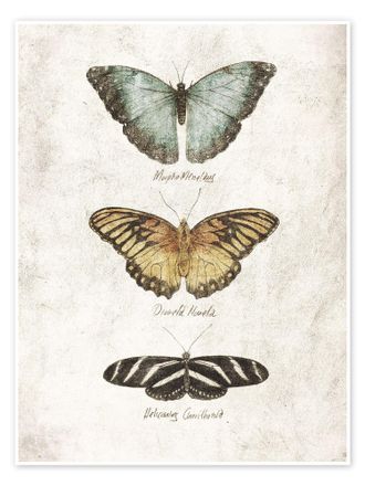 Posterlounge Schmetterlinge I Poster von Mike Koubou 13 x 18 cm Wandbilder Wanddeko