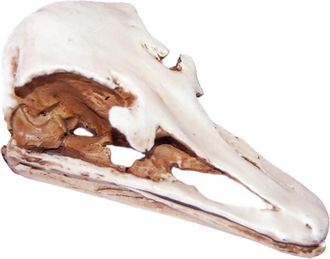 Pretyzoom 1Stk Strau&szlig;ensch&auml;del aus Harz Halloween Dekoration Halloween-Dekoration Funny Toys k&uuml;nstlicher Tiersch&auml;del Wohndekoration schleichtiere spukhaus Skele