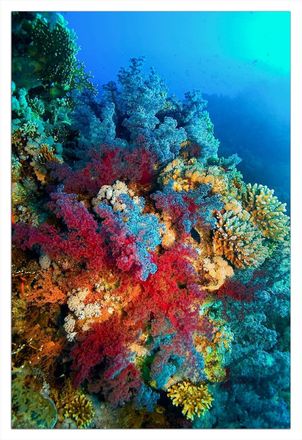 Wallario selbstklebendes Poster - Farbenfrohes Korallenriff, Aufkleber in Premiumqualit&auml;t, Klebefolie Gr&ouml;&szlig;e: 61 x 91,5 cm (Maxiposter)