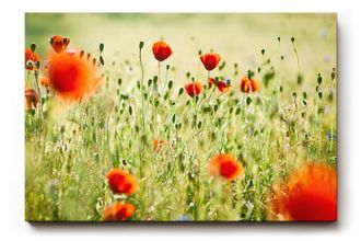 Paul Sinus Art Sinus Art Wandbild 60x40cm Rote Mohnblumen im weichen Gegenlicht - luftig, lebendig und romantisch