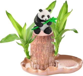 Generic Brasilianisches Glücksholz, Brazilian Wood, Brasilianische Pflanzen, Glücksholzpflanze mit Figur, Lucky Bamboo, Sprießende Glücksholzpflanze für Büro,