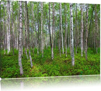 Pixxprint Birkenwald, Größe: 120x80cm, Leinwandbild, fertig gespannt, Wandbild, Dekoration, Kunstdruck, kein Poster