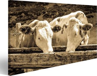 Islandburner Bild Bilder auf Leinwand K&uuml;he in den europ&auml;ischen Alpen - Foto Wandbild, Poster, Leinwandbild OFJ