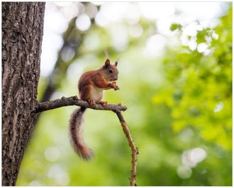 Wallario Poster - Eichhörnchen auf einem AST in Premiumqualität, Größe: 40 x 50 cm