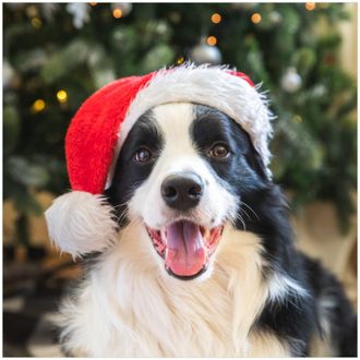 Wallario Sticker/Aufkleber f&uuml;r K&uuml;hlschrank/Geschirrsp&uuml;ler/K&uuml;chenschr&auml;nke, Selbstklebende Folie - 60 x 60 cm, Motiv: Weihnachtsfreude auf Vier Pfoten