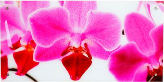 Mendler Glasbild T115, Wandbild Poster Motiv, 50x100cm - Orchidee