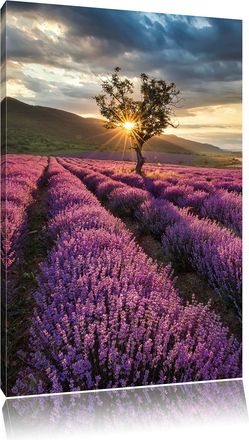 Pixxprint Traumhafte Lavendel Provence mit einsamen Baum, Größe: 120x80cm, Leinwandbild, fertig gespannt, Wandbild, Dekoration, Kunstdruck, kein Poster